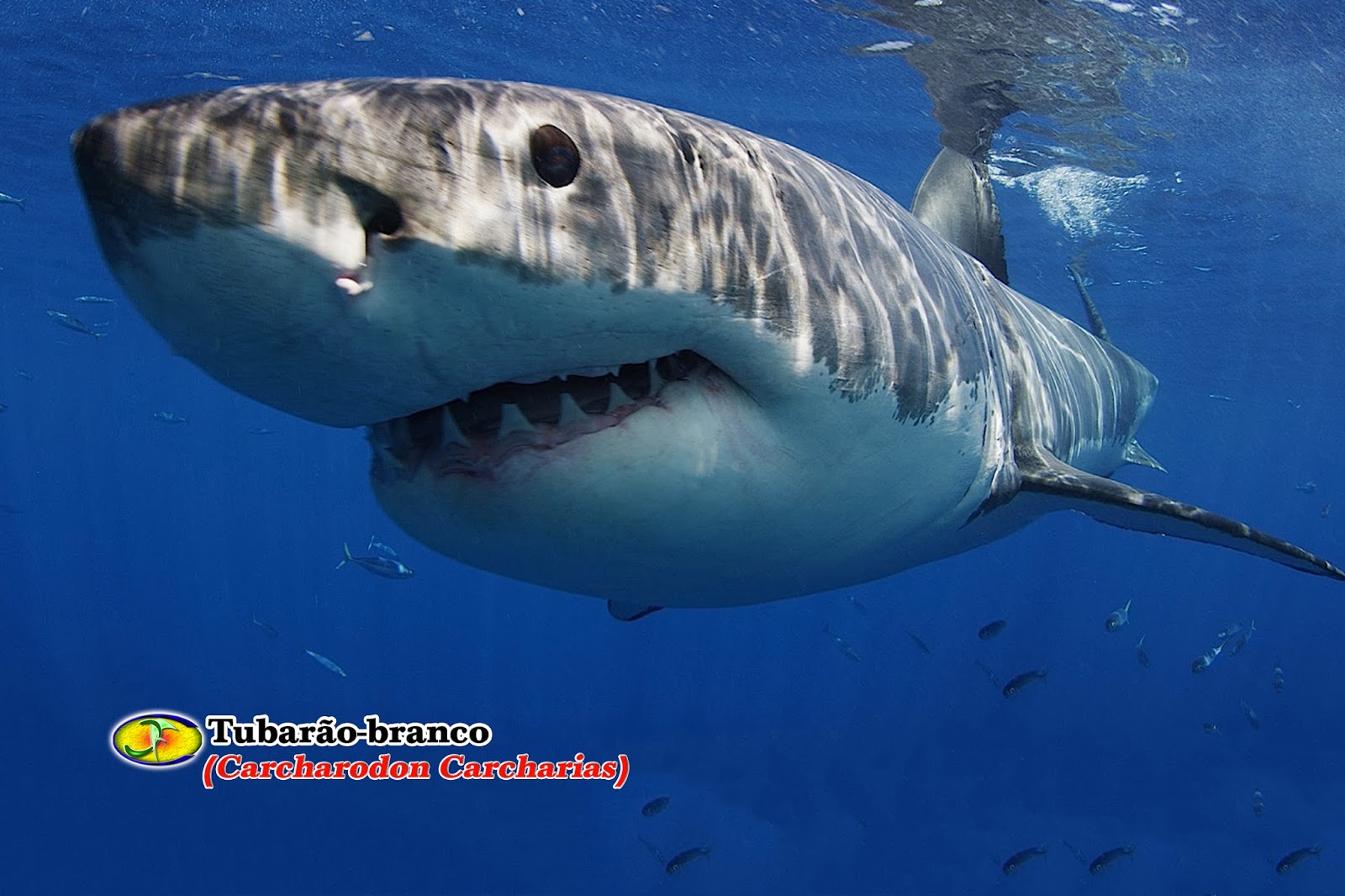 Zoologia: Tubarão-branco (Carcharodon carcharias)